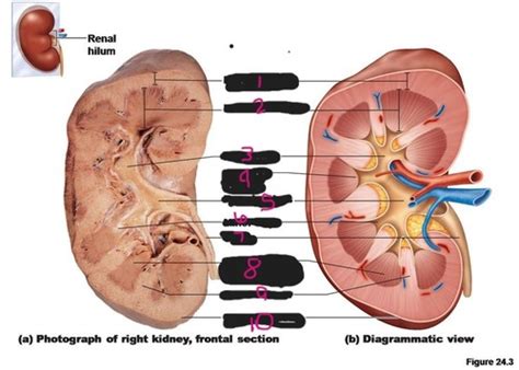 Lecture 21 Renal Anatomy And Glomerular Structure Flashcards Quizlet