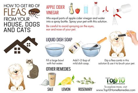 How To Get Rid Of Fleas On Cats Head at Janna Altieri blog