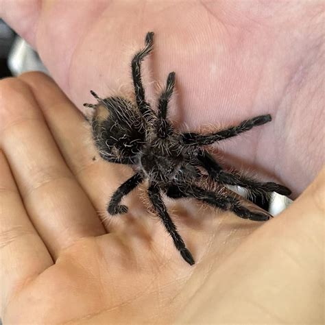 Tarantula Substrate Mix At Crystal Molden Blog