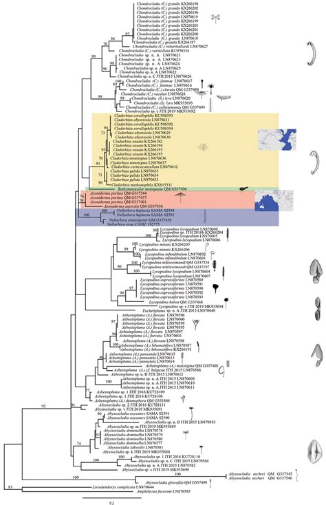 28s c region maximum likelihood phylogram numbers on branches are