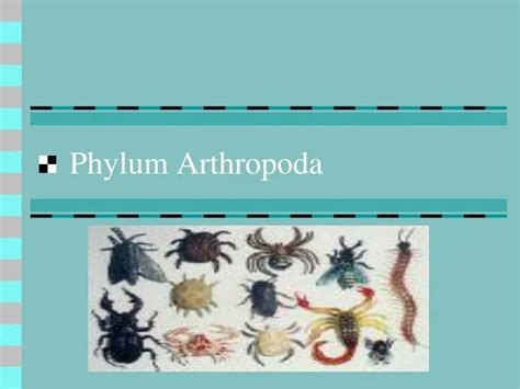 Ppt Phylum Arthropoda Powerpoint Presentation Free Download Id9388957