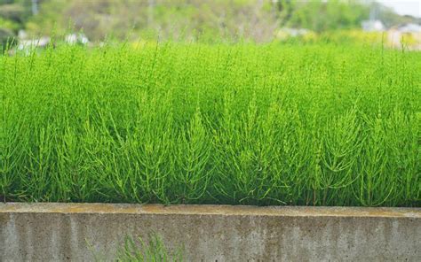 Equisetum Arvense Qué Es Características Hábitat Propiedades Cultivo