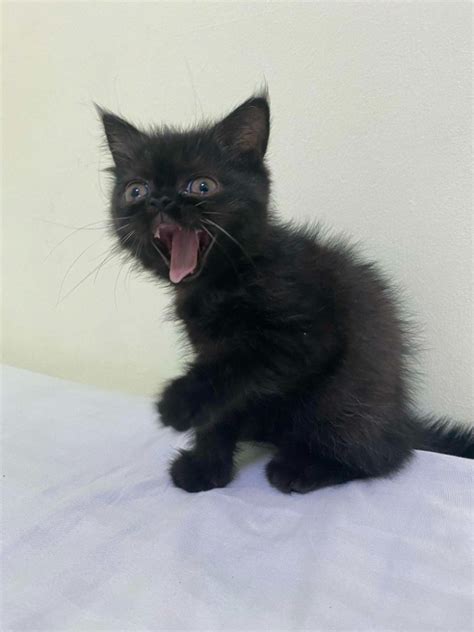 Create Meme The Kitten Is Black And Fluffy Cat Little Black Kitten