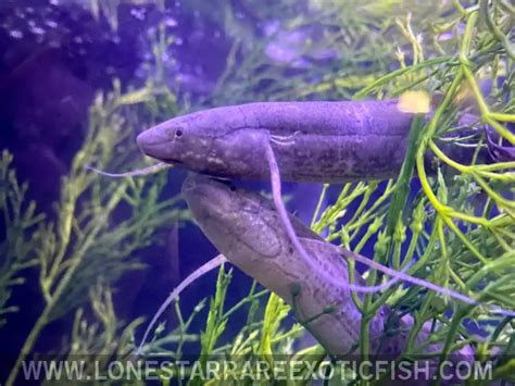 West African Lungfish Protopterus Annectens For Sale Online Live