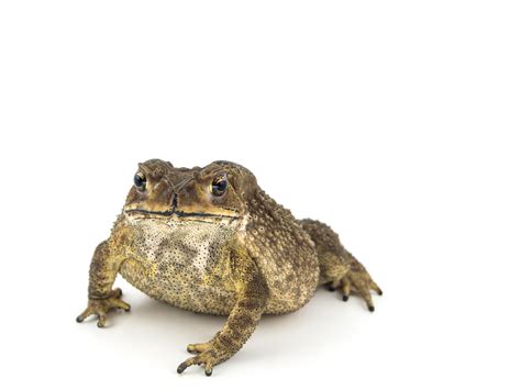 Bufo Toad Envenomation