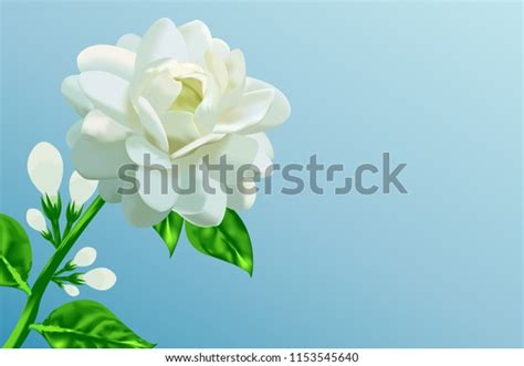 Jasmine Flower Vector Illustration Stock Vector Royalty Free Shutterstock