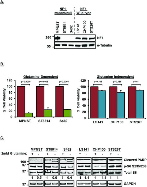 A Nf1 Expression Levels In Nf1 Mutant Null And Nf1 Wild Type Download Scientific Diagram