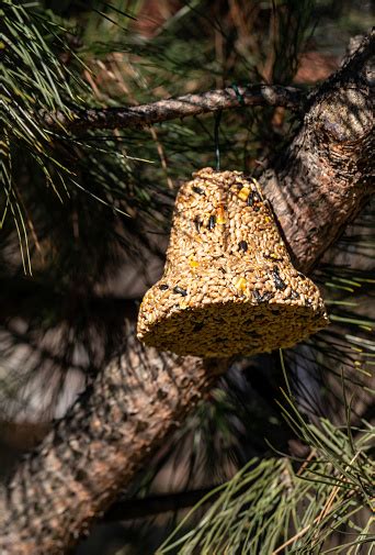 Bel Dari Berbagai Bijibijian Kelezatan Untuk Semua Burung Di Kebun Foto Stok Unduh Gambar