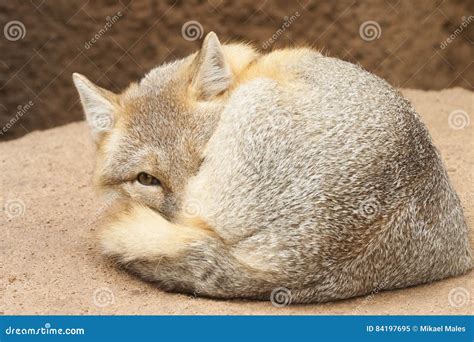 Cute Swift Fox Stock Image Image Of Funny Peek Natural 84197695