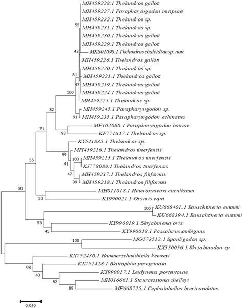 Molecular Phylogenetic Analysis By Maximum Likelihood Method For The Download Scientific