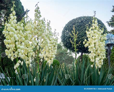 Palm Tree With White Flowers On Top At Katina Woods Blog