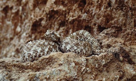 Pseudocerastes Urarachnoides