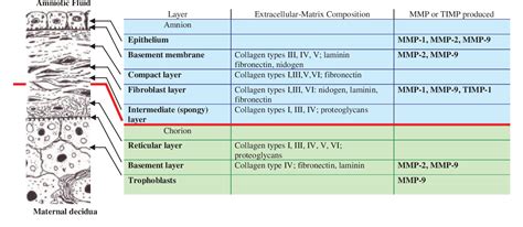 Figure 2 From Matrix Metalloproteinases And Their Tissue Inhibitors In Preterm Perinatal