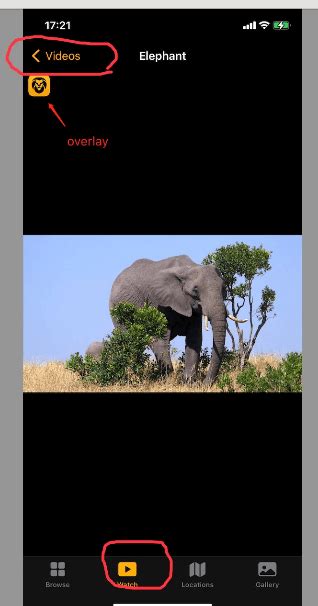 Swiftui之accentcolor 船长学习录