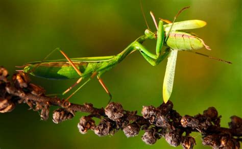 5 Animales Que Tienen El Sexo Más Extremo Del Reino Animal