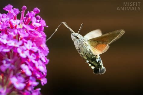 Types Of Flying Insects And Bugs Identification