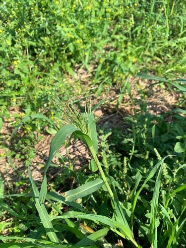 Weed Science Quiz Flashcards Quizlet Weed Science Quiz Flashcards Quizlet