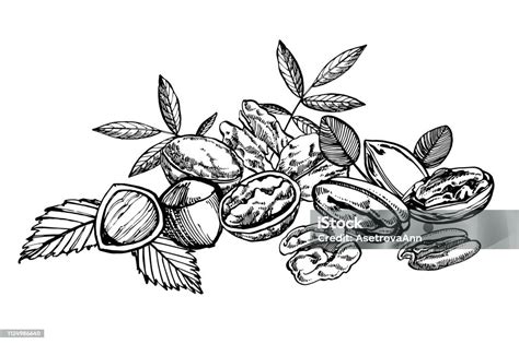 아몬드 피칸 캐슈 너트 개 암 잣 호두와 육 두 구 그림을 스케치합니다 손으로 그린 그림을 흰색 배경에 고립 된 벡터 건강한 생활방식에 대한 스톡 벡터 아트 및 기타 이미지