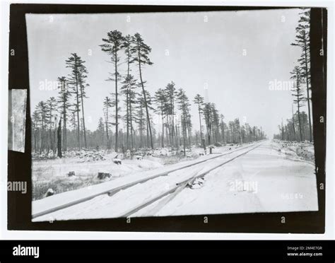 Partial Cutting Seed Tree Cutting Photographs Relating To National Forests Resource