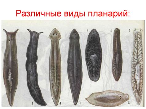 Тип Плоские черви - презентация онлайн