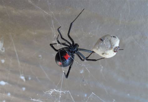 Spider Webs Silk Predators Britannica