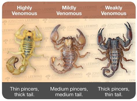 Poisonous Scorpions Striped Bark Scorpion Field Guide To Common