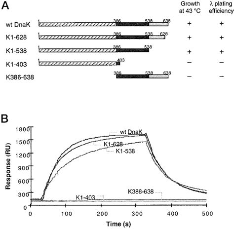 Effect Of N Terminal Or Cooh Terminal Truncations Of Dnak On Binding To Download Scientific