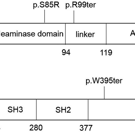 Linear Map Of The Mutations In Aicda A And Btk B Nes Nuclear