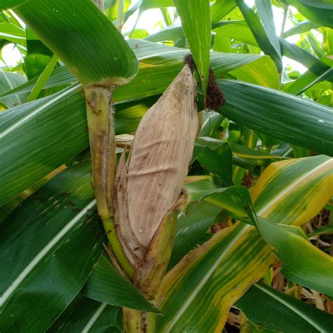 Corndetection Object Detection Dataset By Corn