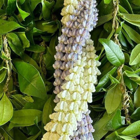 Maile And Crown Flower Leis Available Today
