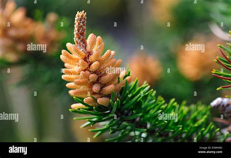 Zweig Ast Stockfotos Und Bilder Kaufen Alamy