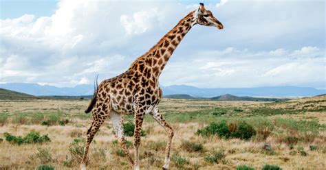 Maternal Inheritance Biology Simple