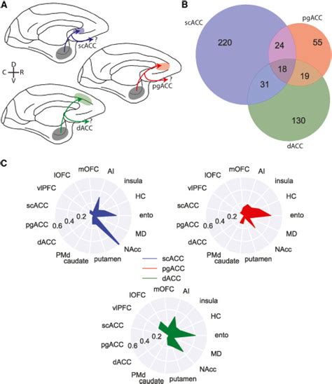 Single Basolateral Amygdala Neurons In Macaques Exhibit Distinct