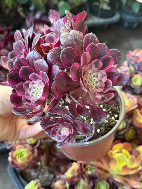 សួនផ្កា ម៉ូល្លីកា Added A New Photo សួនផ្កា ម៉ូល្លីកា