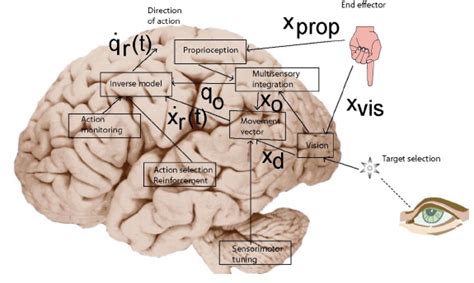 Adaptive Sensorimotor Transformations For Redundant Reaching Visual X Download Scientific