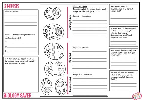 Gcse Biology Revision Mats 2 Cell Division Teaching Resources