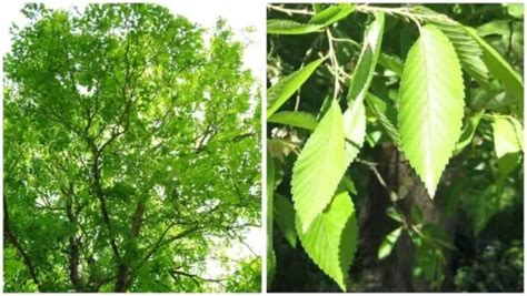 16 different types of elm trees and their identifying features