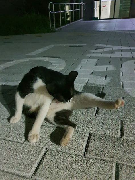 사진 3 흑백 예랑 흑백이 남편 고양이 ♡ Youtube