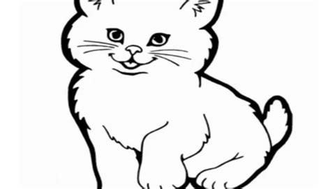 Sketsa Hewan Kucing