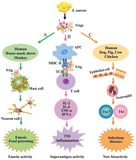 Molecular Characteristics And Pathogenicity Of Staphylococcus Aureus Exotoxins