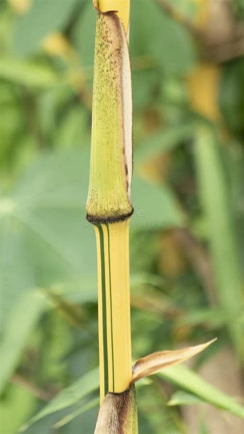 Yellow Bamboo Stalk Which Is A Type Of Bamboo Plant With Bright Yellow Colored Culms Stock
