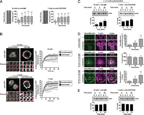 Figure 1 From Cofilin Mediated F Actin Severing Is Regulated By The Rap