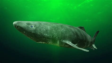 Ichthyology Systematics미완 네이버 블로그