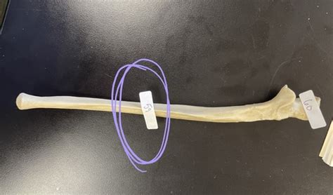 Human Anatomy Lab Bones Flashcards Quizlet