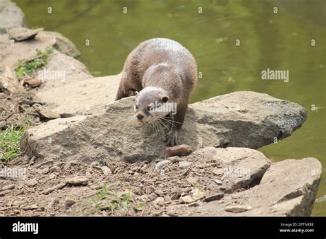 Asian Small Slawed Otter Stock Photo Alamy