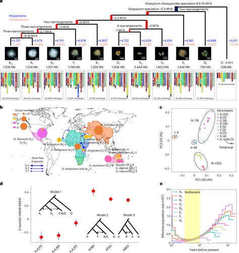 Evolution And Demographic History Of Diploid Gossypium Genomes A