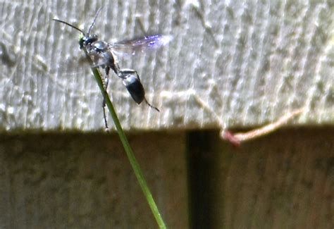 Grass Carrying Wasps A Closer Look At Their Fascinating Behavior