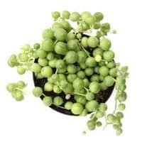 String Of Pearls Care Guide Senecio Rowleyanus Sublime Succulents