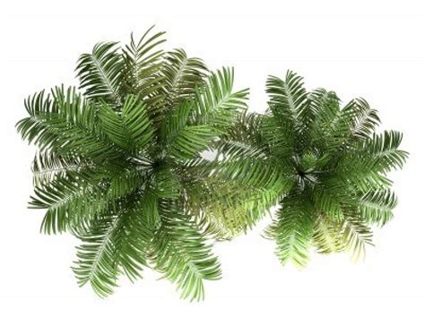 Tree Photoshop Trees Top View Photoshop