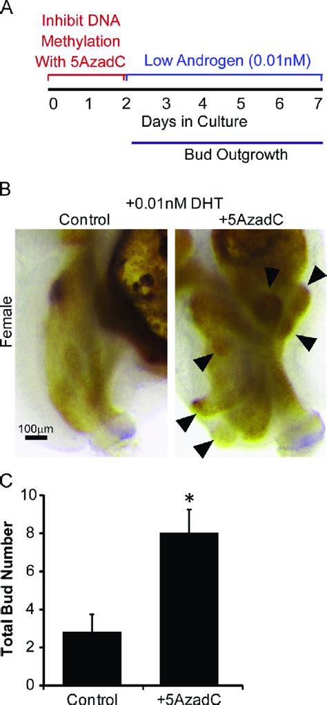 Dna Methylation Controls Developing Prostate Androgen Sensitivity A